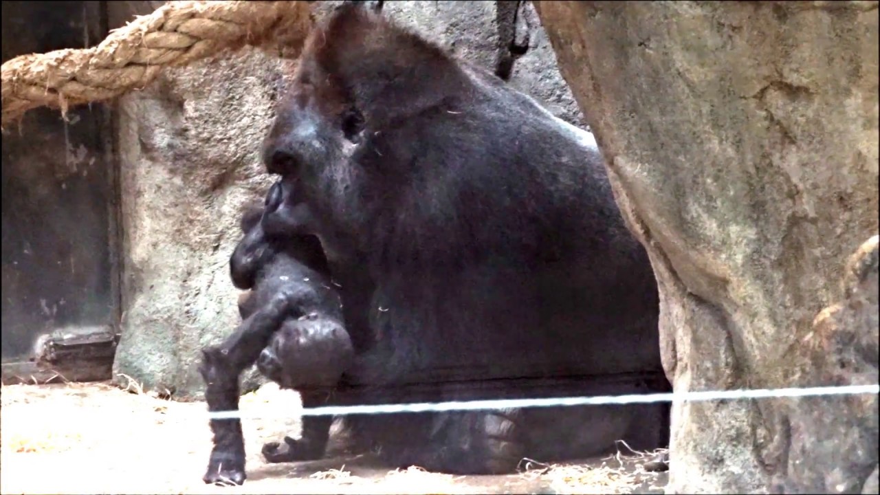 Silverback plays with his baby gorilla (Ebobo with Yoko) - YouTube