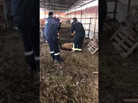 Karaman'da kuyuya düşen inek kurtarıldı