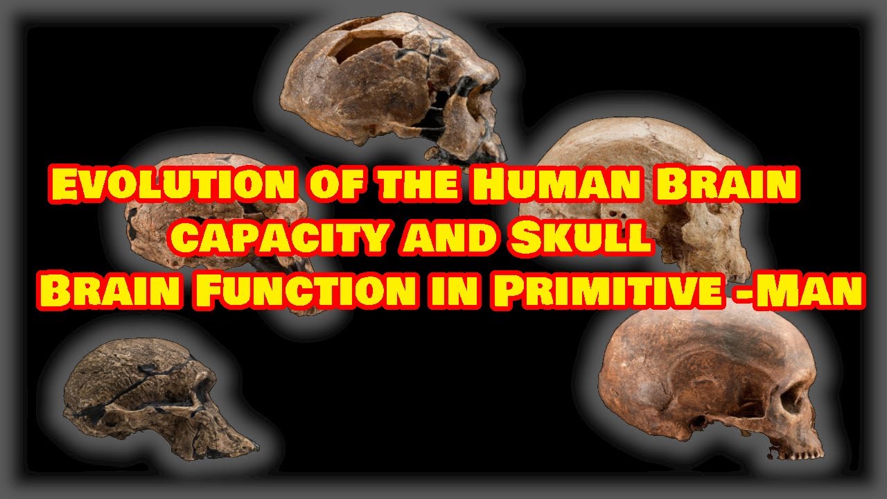 Evolution of the Human Brain capacity and Skull: Brain Function in ...