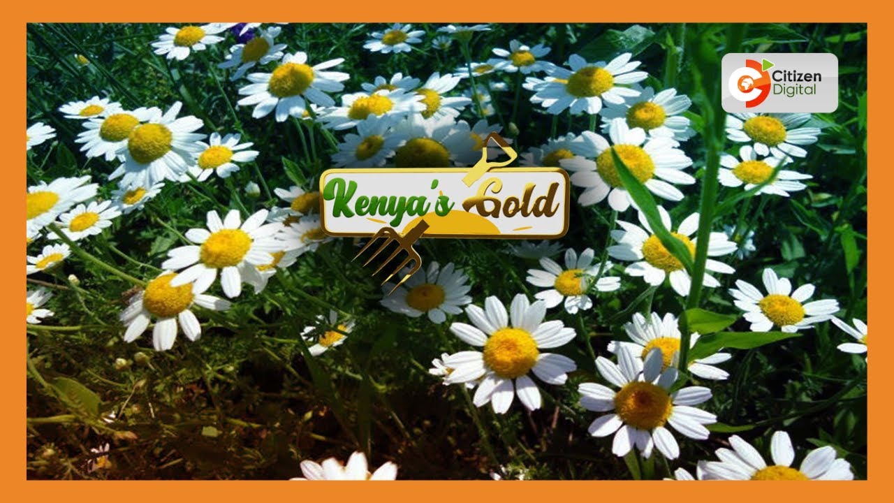 | KENYA'S GOLD | Pyrethrum Farming [Part 3] - YouTube