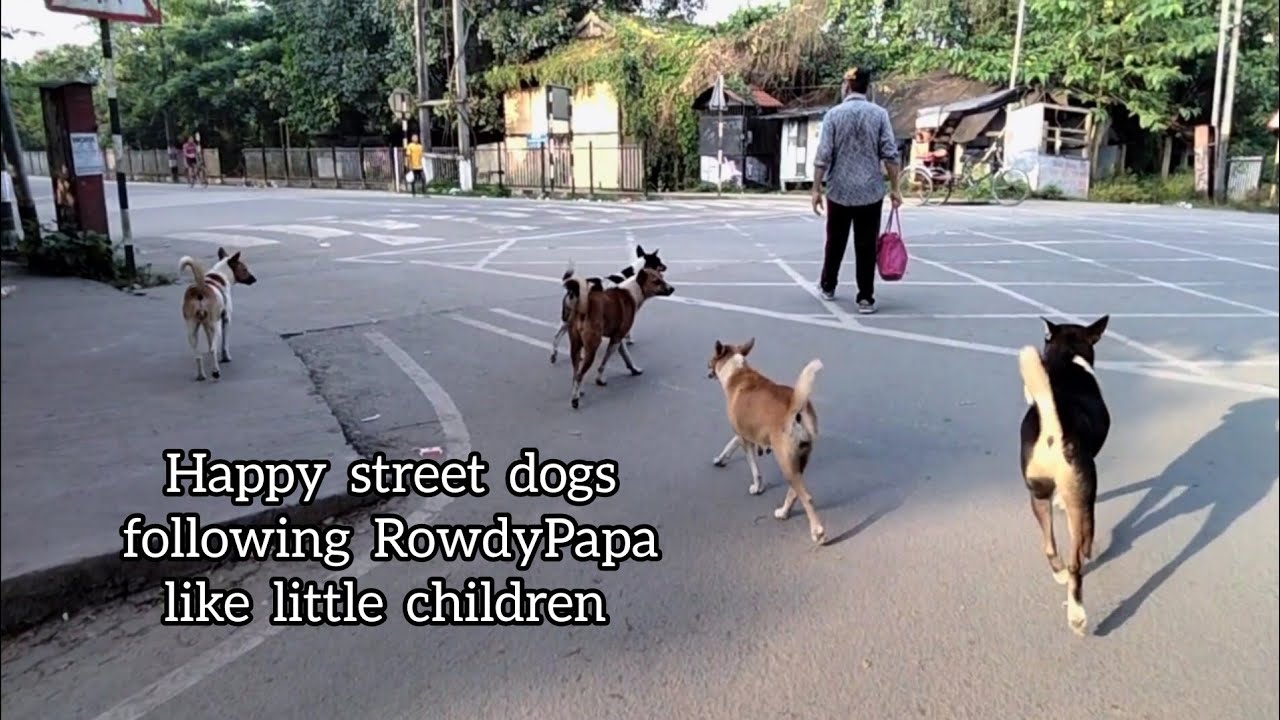The street dogs never loses hope that RowdyPapa will bring them food ...