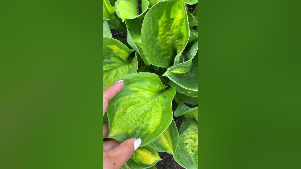 Хоста "Сансет Грувз" - Hosta "Sunset Grooves" - YouTube
