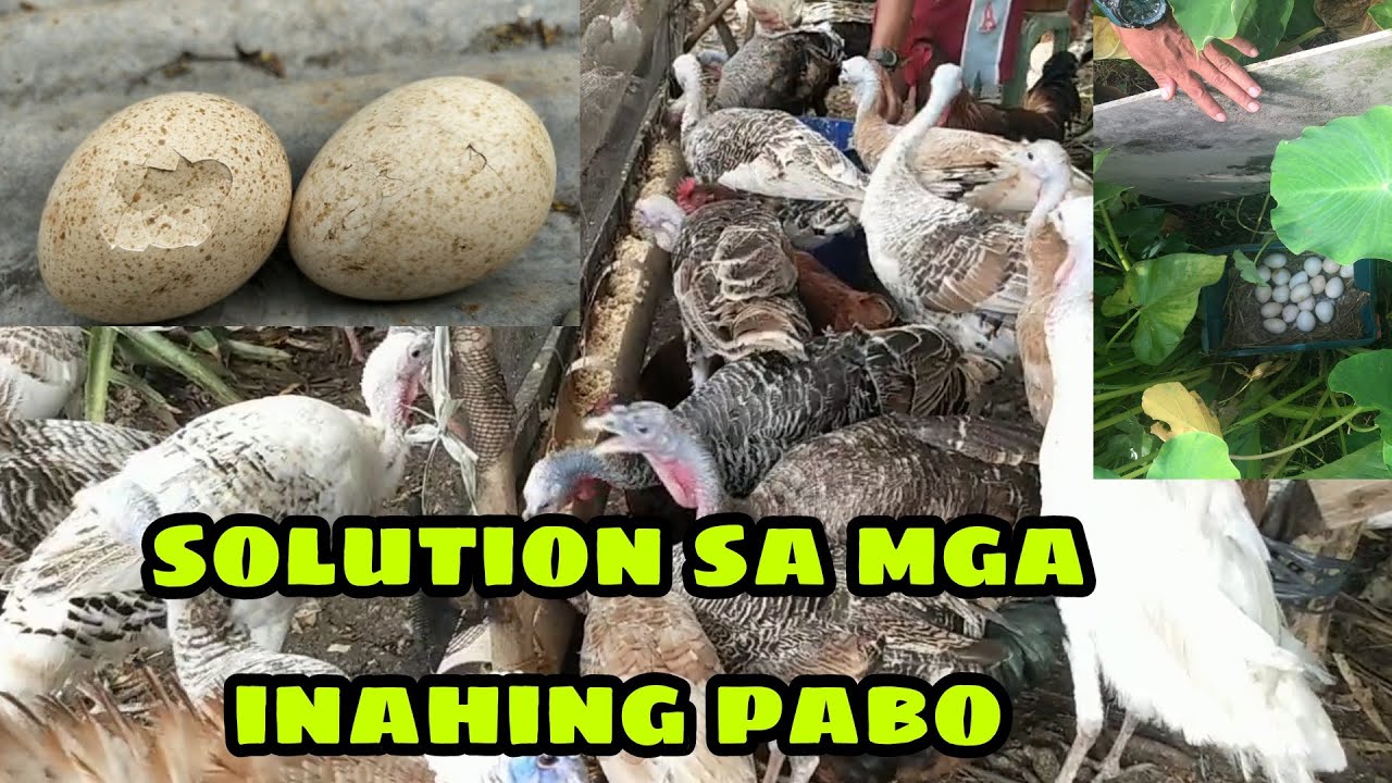 SOLUTION SA PROBLEMA NG MGA INAHING PABO SA NATURAL NA PARAAN - YouTube