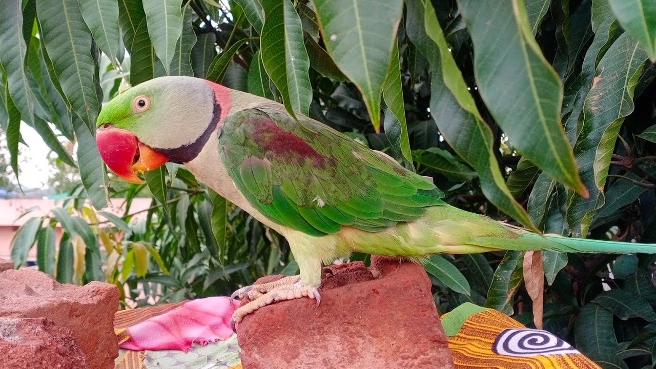 आम के पेड पर कौन आया। talking parrot comes near mango tree🦜 - YouTube