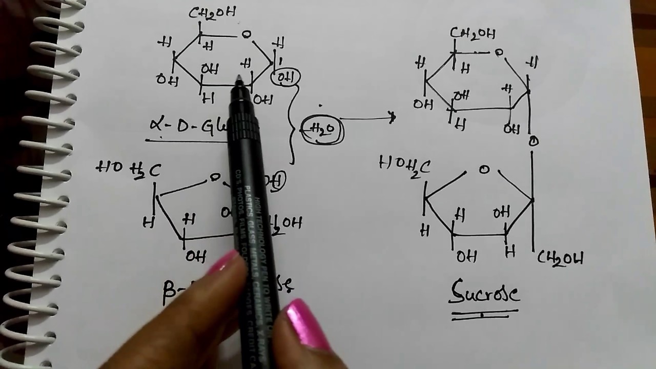Sucrose Ring Structure