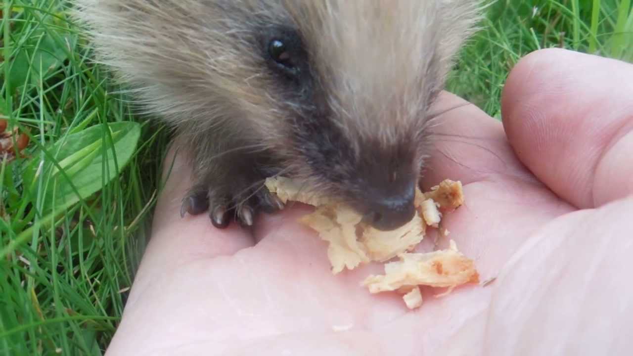 Hand feeding cute wild hedgehog cub - YouTube