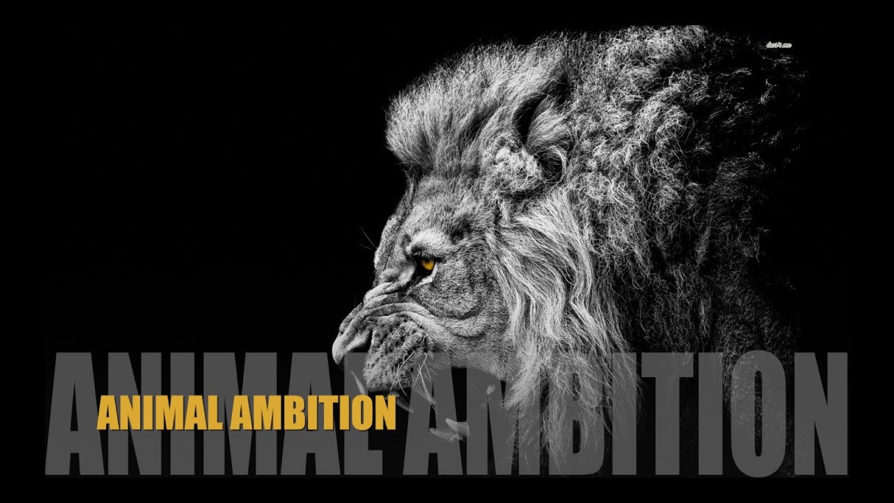 ANIMAL AMBITION - MOTIVATIONAL VIDEO ᴴᴰ - YouTube