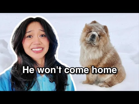 We got hit with a HUGE Snowstorm! *Our Chow Chow and Cats Reaction*