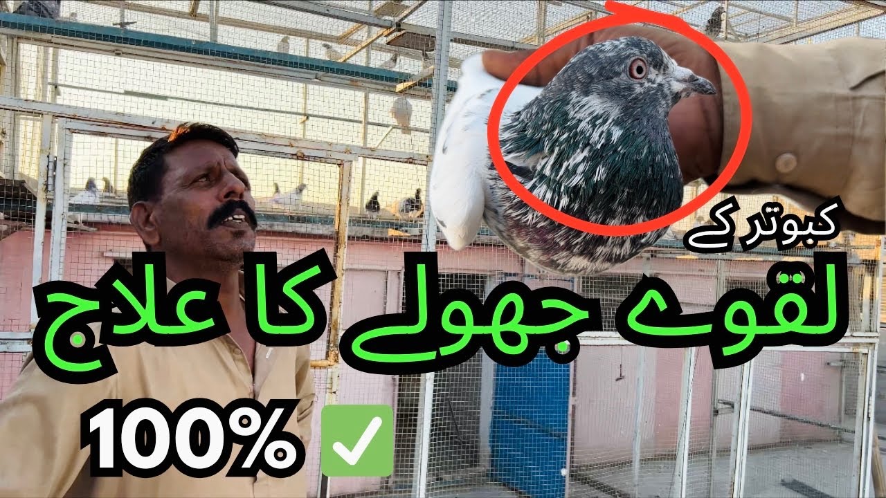 Kabootar K Laqway Jholy Ka Ilaj 100% | Dhoke Ratta Pigeon Club - YouTube