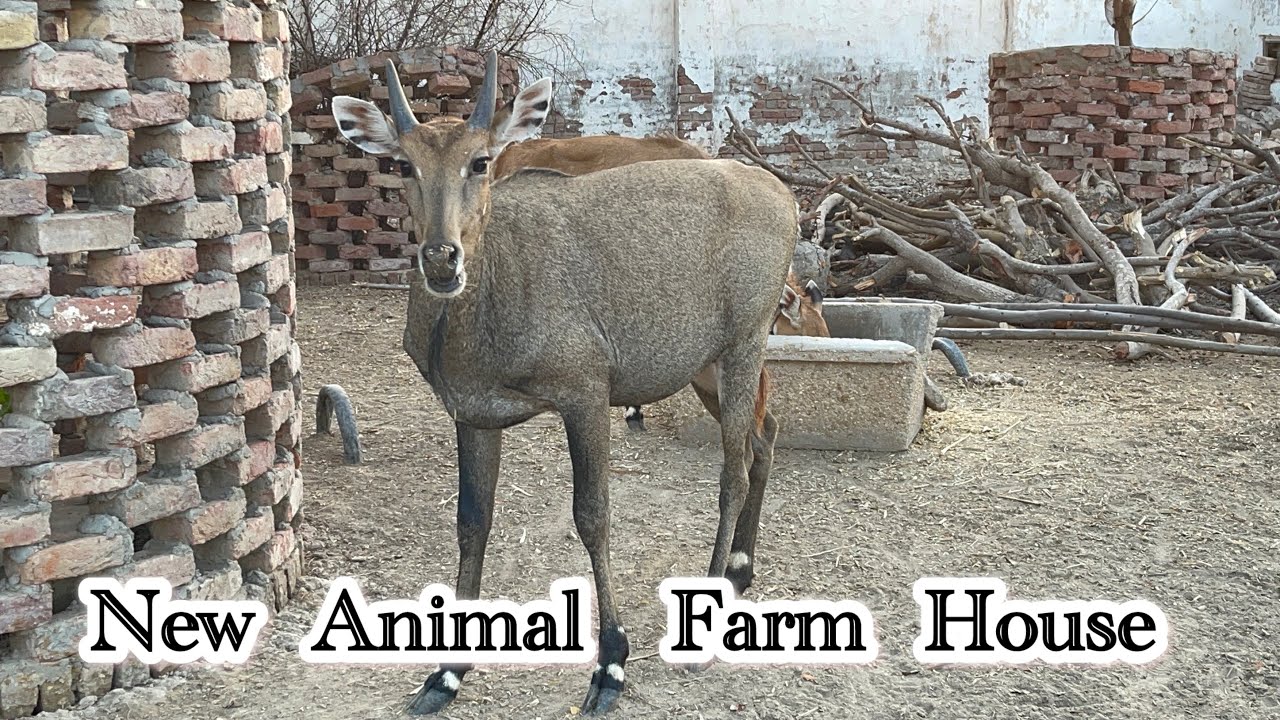 New Animal in Farm House || Desi Village Life Animals Videos ||# ...