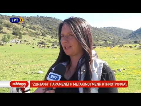 Ζωντανή" παραμένει η ¨μετακινούμενη κτηνοτροφία - YouTube