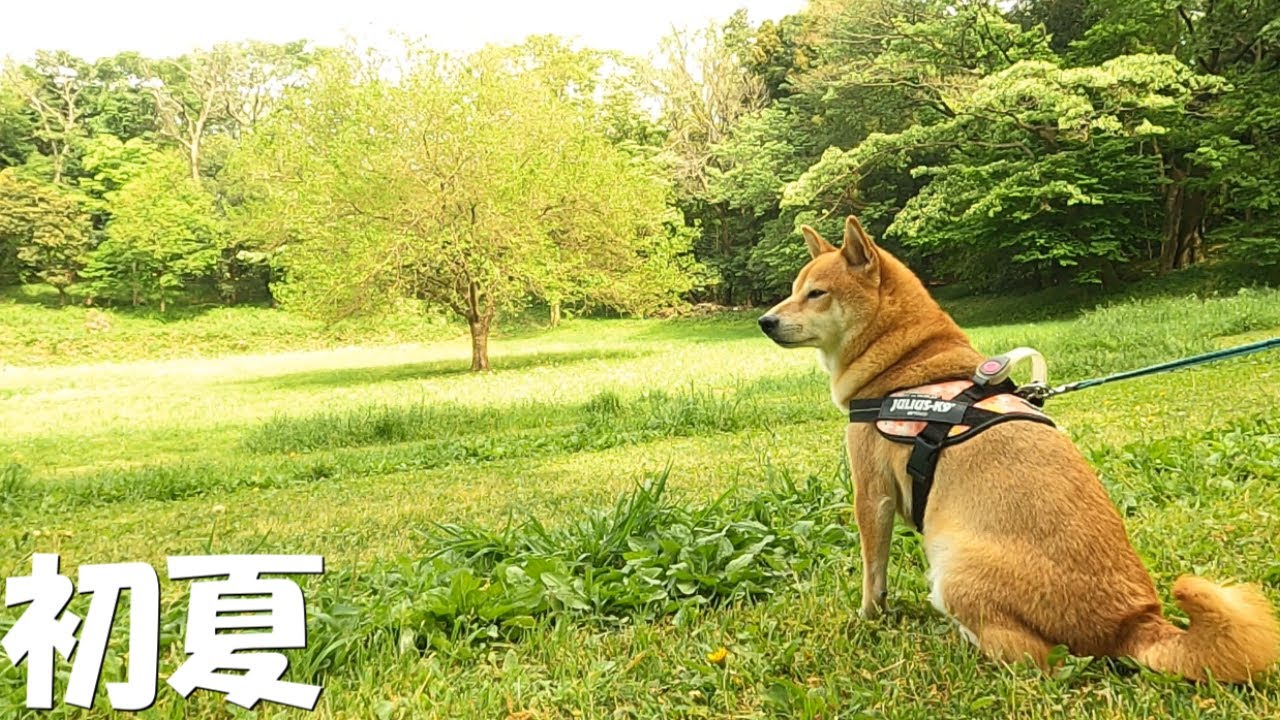 【Shiba Inu Momiji】柴犬もみじ 緑に染まる初夏のお散歩 - YouTube