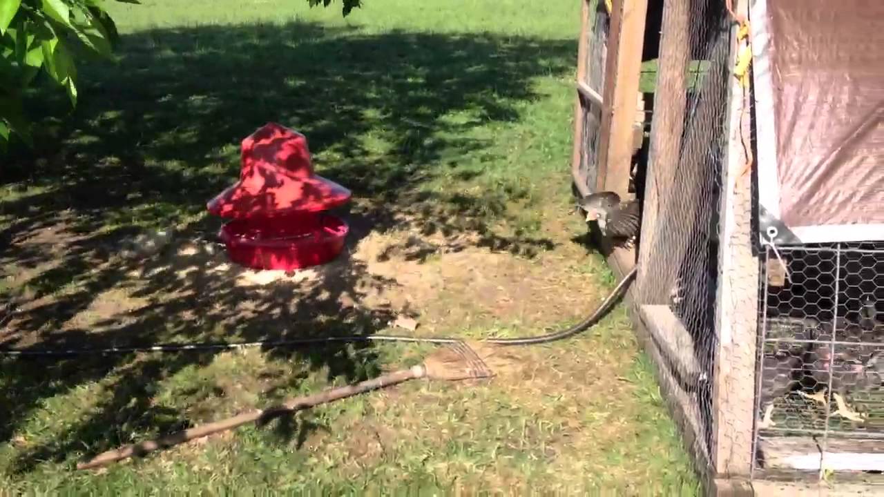 Kosher king broilers - YouTube