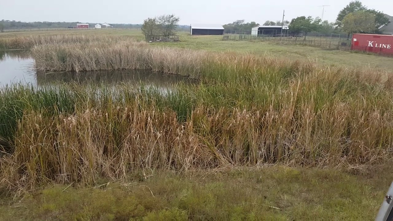 Bull rush pond 1 - YouTube