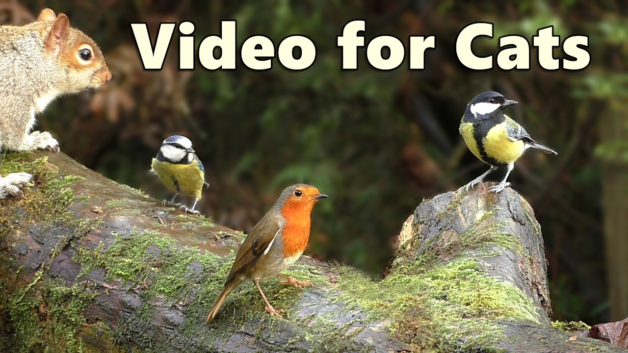 Birds for Cats to Watch ~ Birds in An Enchanted Forest ⭐ 8 HOURS ⭐ ...