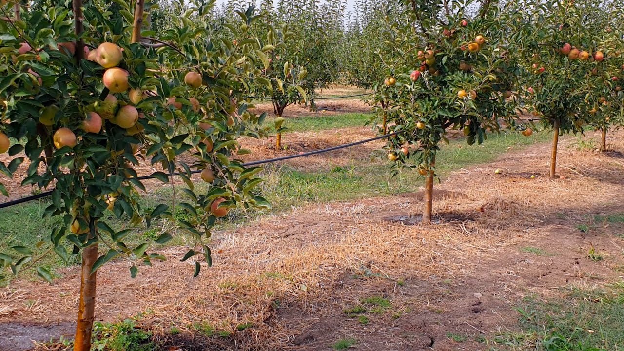 Livada Nuci irigata prin picurare | Sistem proiectat si livrat de ...