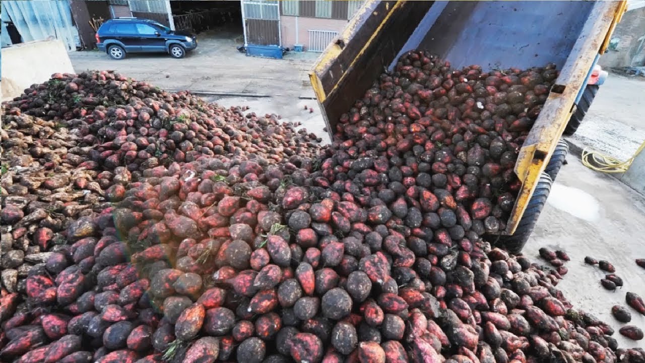 Red Giant Beet Farming and Harvest - Red Giant Beet Cultivation ...