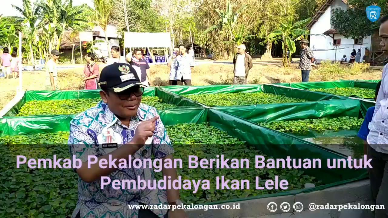 20 ribu Bibit Ikan Lele Diberikan kepada Pembudidaya Ikan “Pekalongan ...
