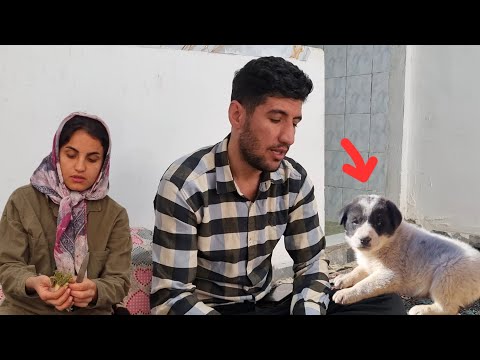 Rahmat’s Departure Is Final – How Is Tommy Doing? 😢🐶