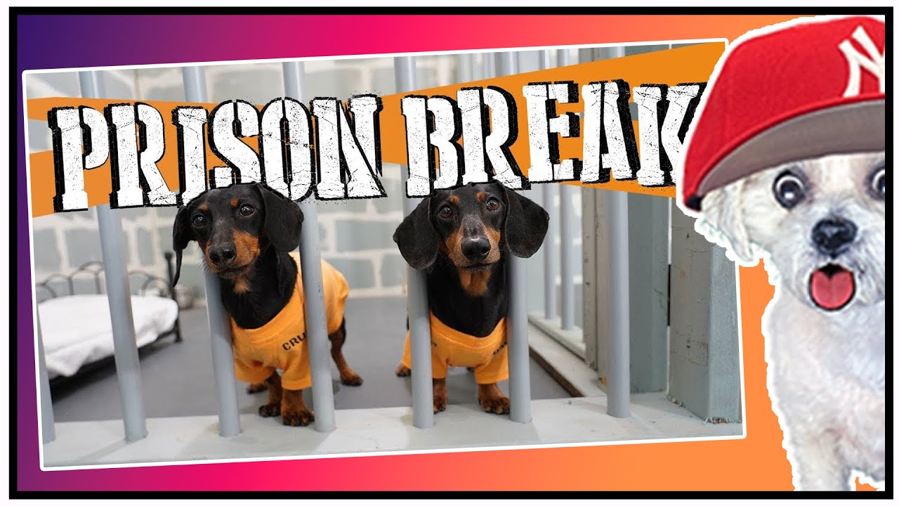 Wiener Dogs In Prison! Prison Break Doggie Movie - Reaction by ...