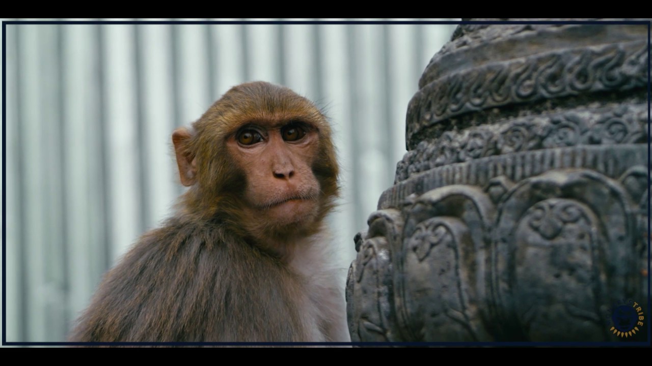 MONKEYS TRIBE - YouTube