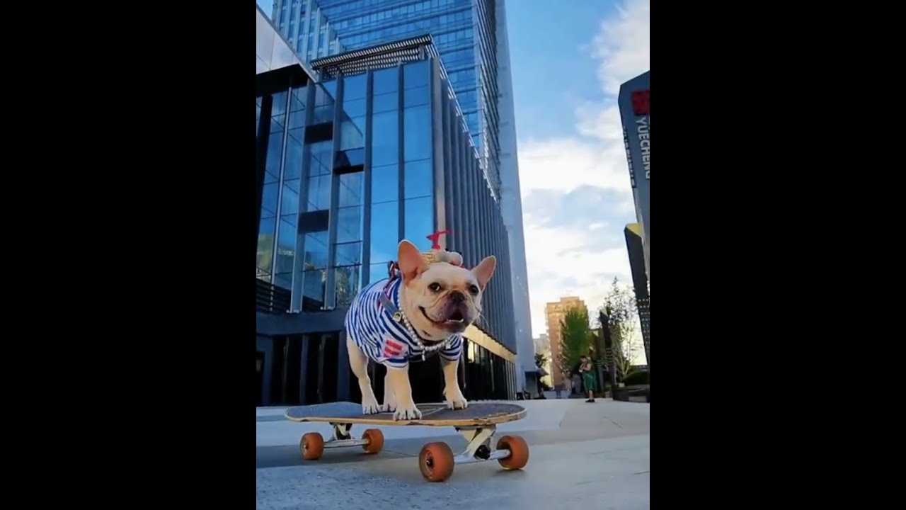 My bulldog loves skateboarding | Adorable Pets | Skilled Dogs | You ...