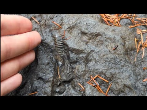 Concretions & Shell Fossils || Courtenay, British Columbia, Canada ...