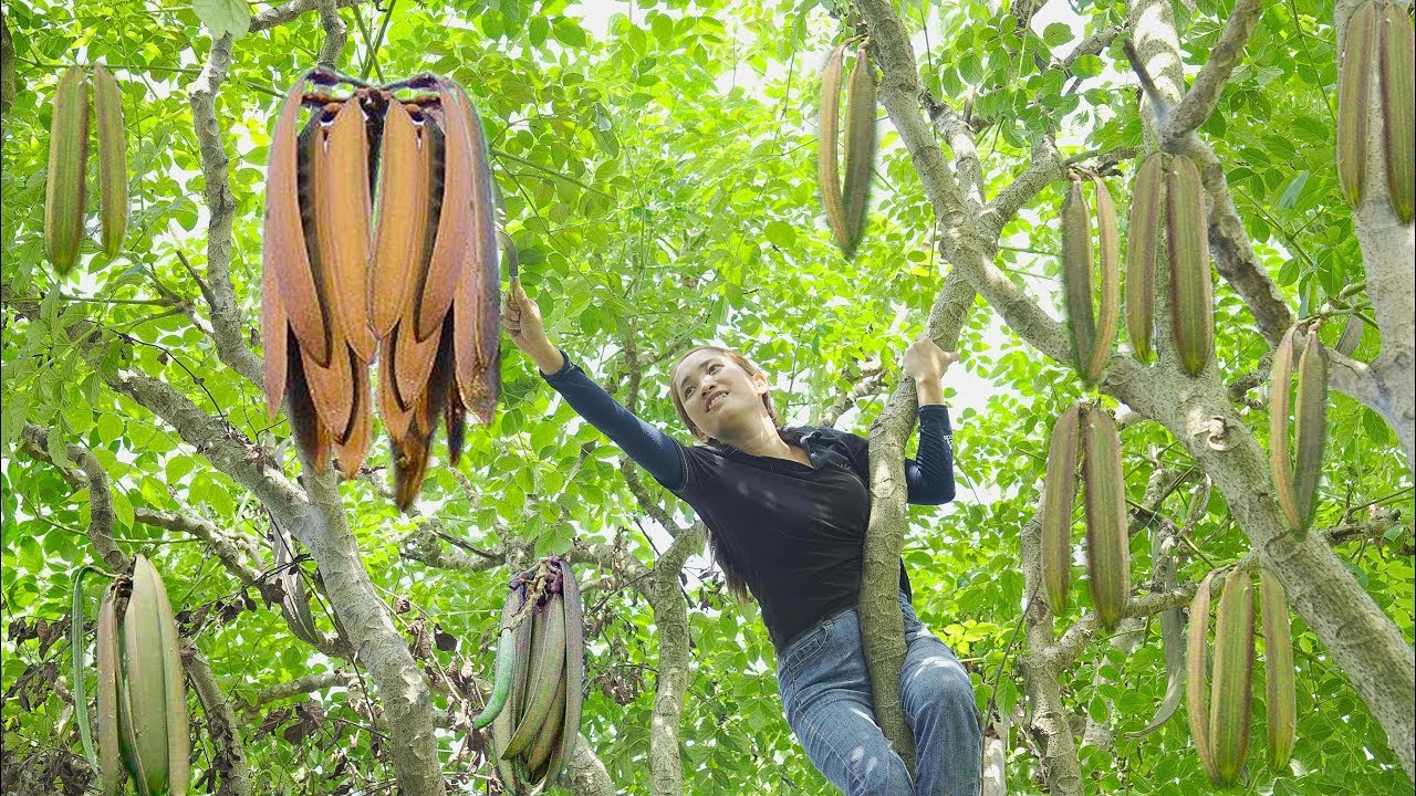 Harvesting Nuc Nac Fruit Go to the market to sell - Lý Thị Hoa - YouTube