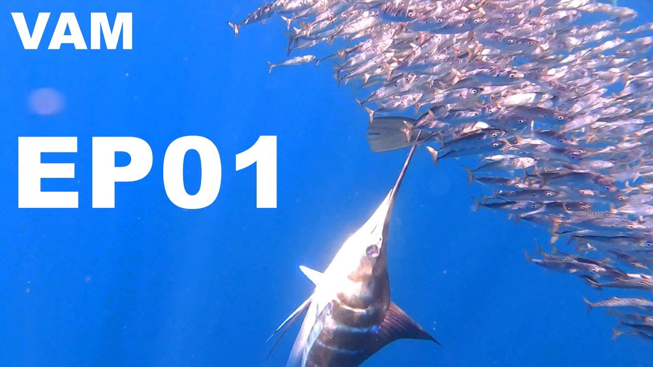 Almost stabbed by a marlin in Mexico 🇲🇽 VOLVER A MÉXICO EP01 - YouTube