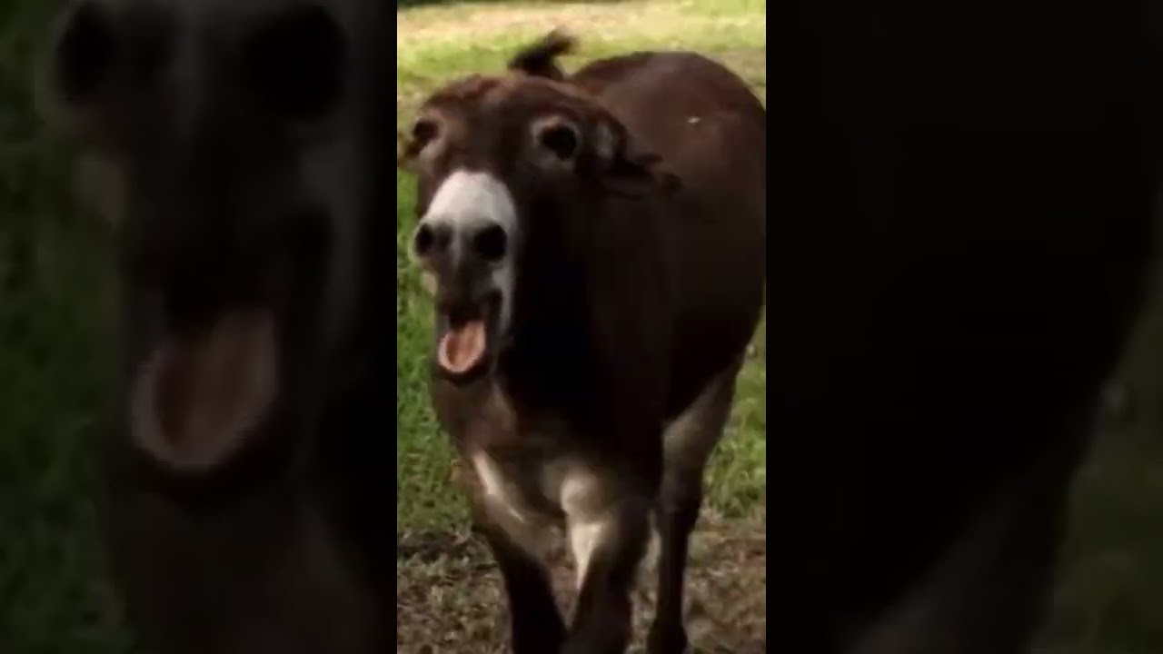 Cute donkey gets excited - YouTube