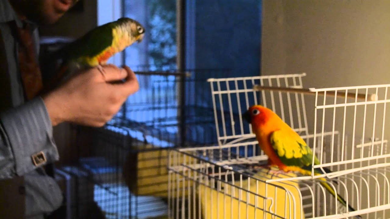 Green cheek conure and Sun Conure dancing!! - YouTube