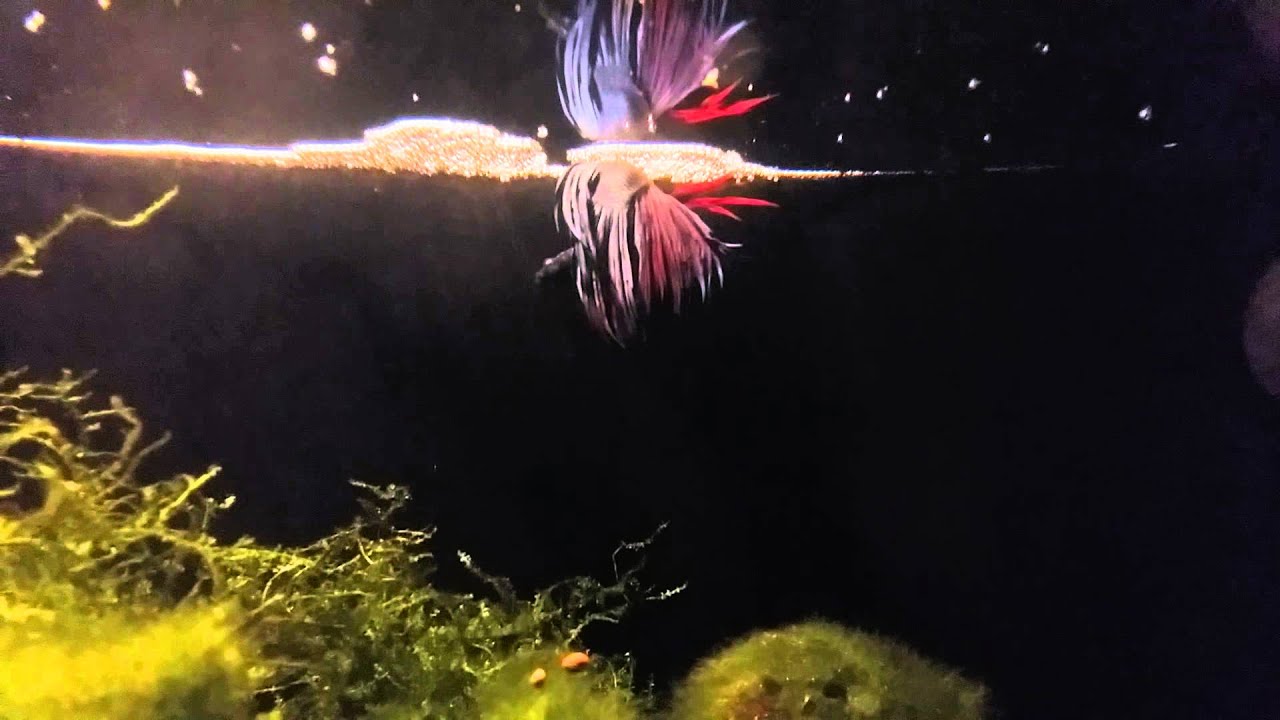 Accoppiamento betta splendens (pesce combattente) - YouTube