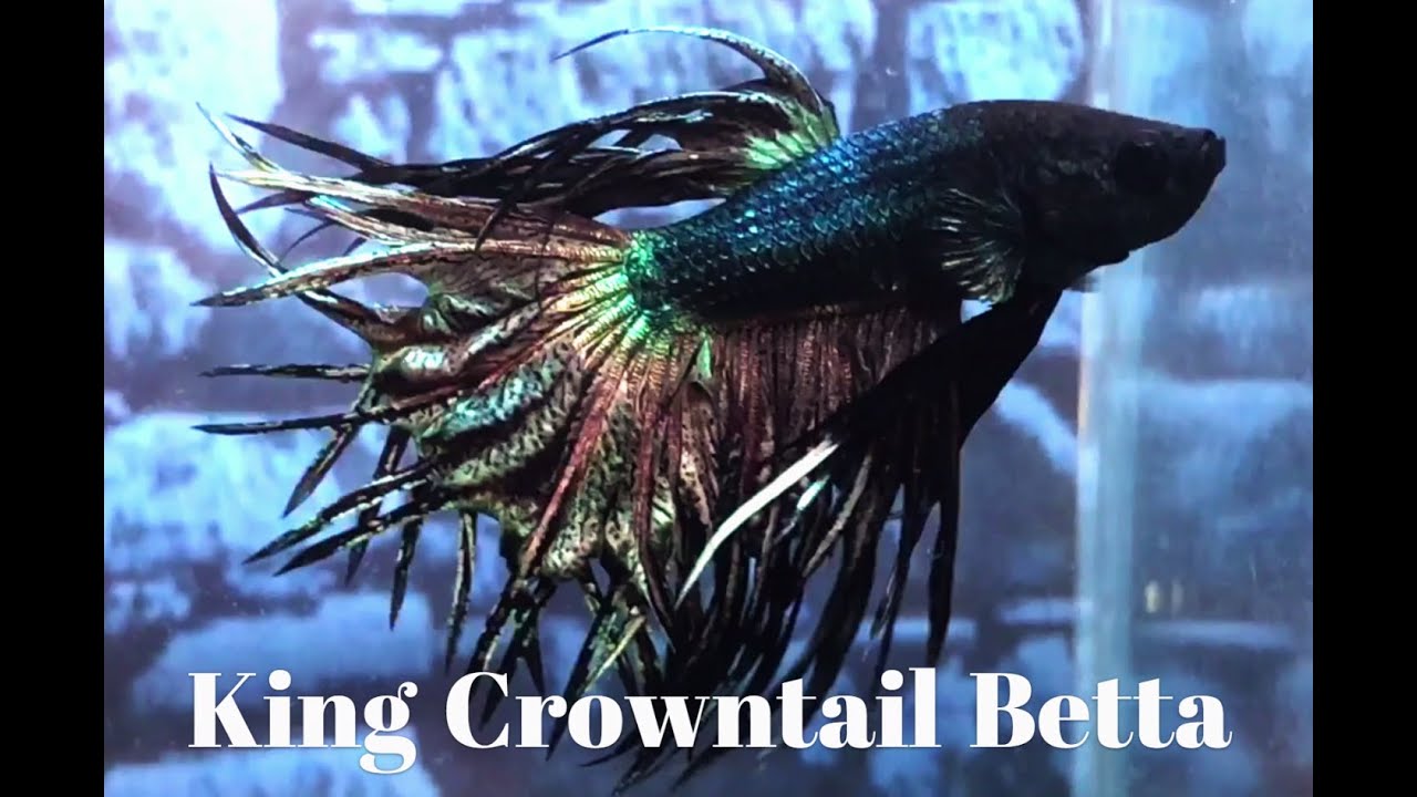 White Dragon King Crown Betta