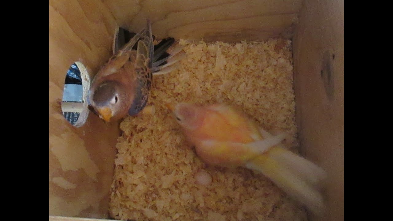 Nest Boxes for Grasskeets Ready for Spring Hatches - YouTube