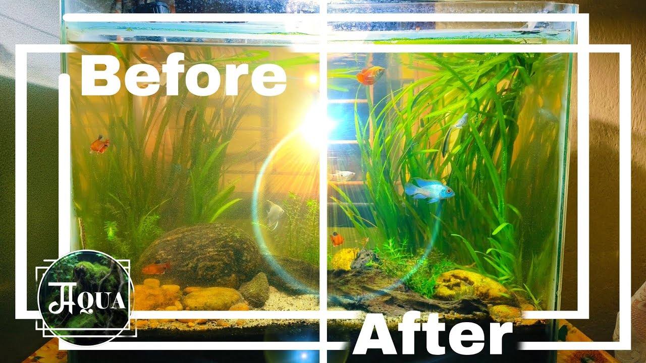 Cleaning My Super Dirty Aquarium - Fish Tank Maintenance - YouTube