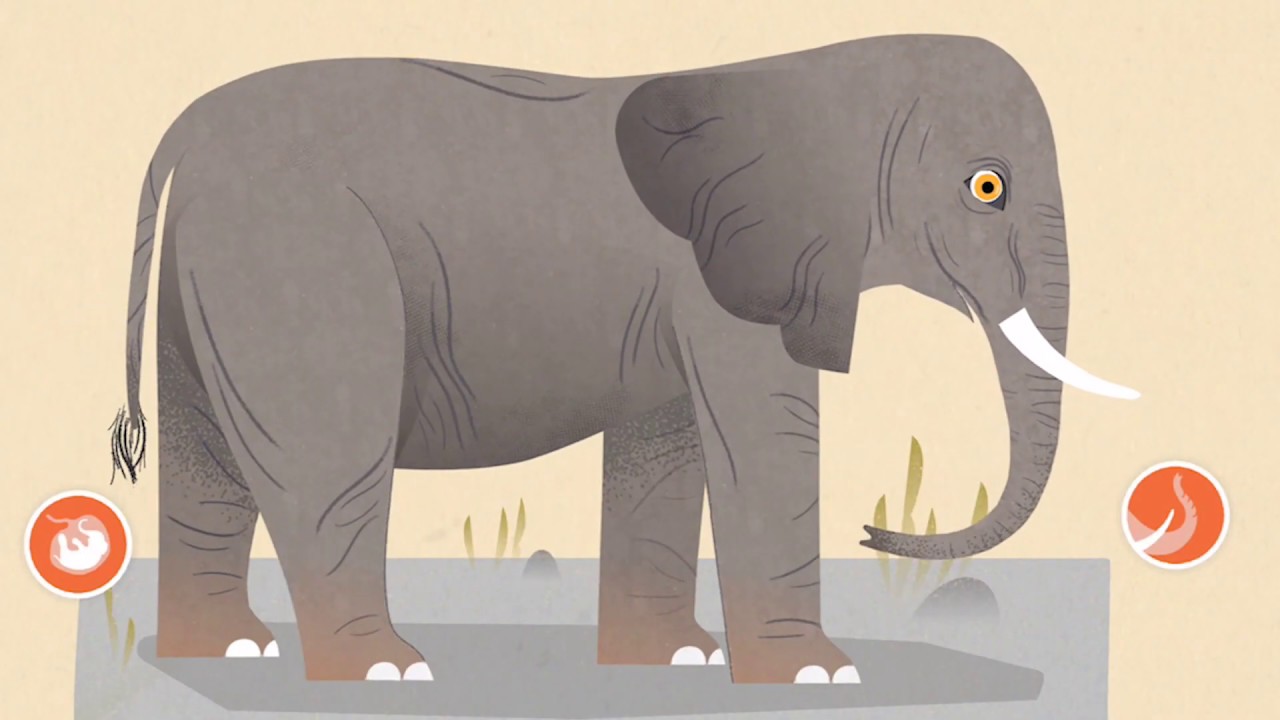 Mammals by TinyBop – Cool App Review - YouTube