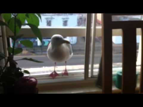 My pet seagull - YouTube