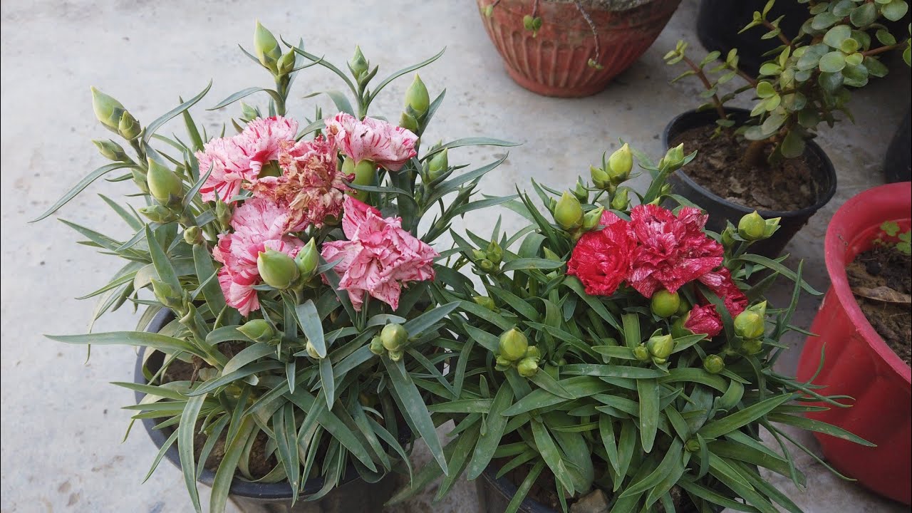 How to grow Carnation flower from cutting | carnation flower plant ki ...