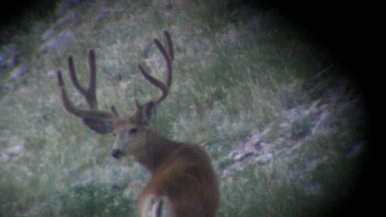 200 Inch Mule deer clip, by Tines Up - YouTube
