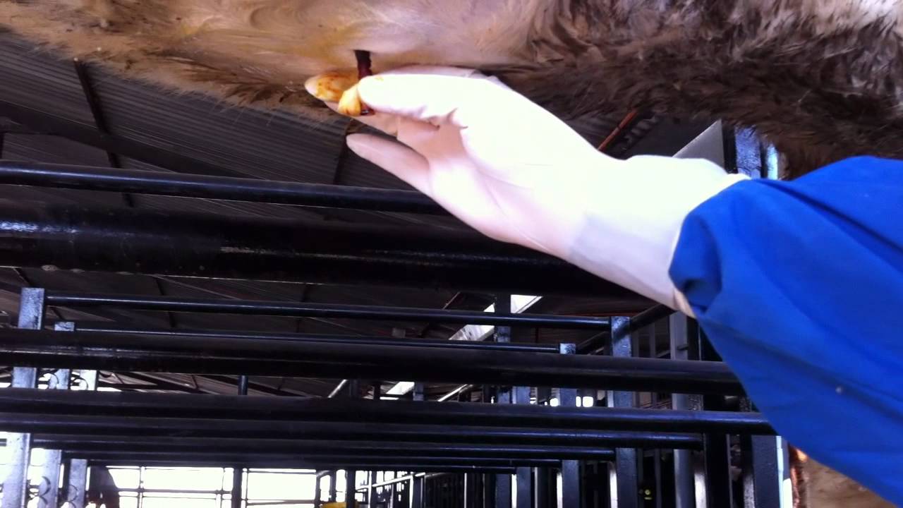 Abdominocentesis Equinos 2 - YouTube