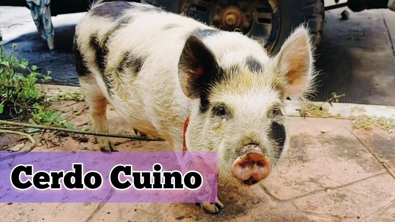 Cerdo CUINO Mexicano | Cerdito Enano 🐖 - YouTube