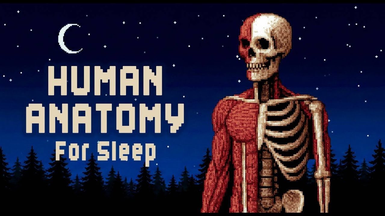 3 Hours of Amazing Human Anatomy to Fall Asleep To - YouTube