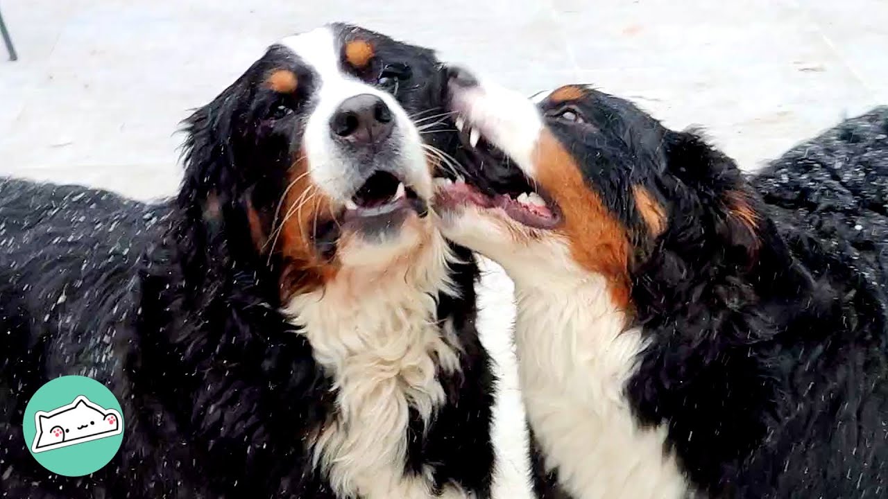 Bernese Siblings Can’t Get Enough Adventures And Wrestling | Cuddle ...