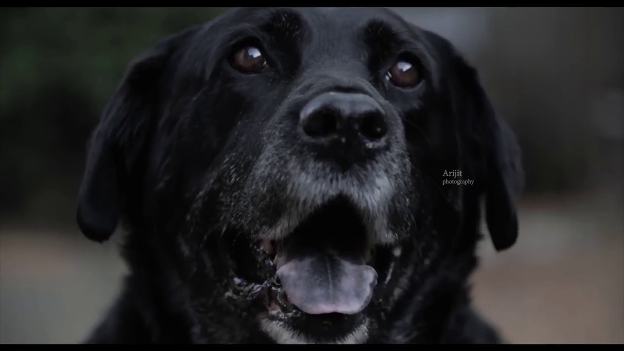 THE DOG || SHORT FILM - YouTube