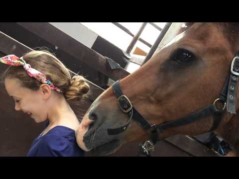 Oscar the Horse Grooming / Scratching Lizzie's Back