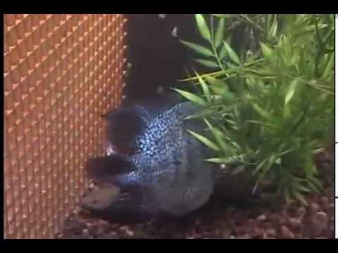 Target fish- Why are they important? - YouTube