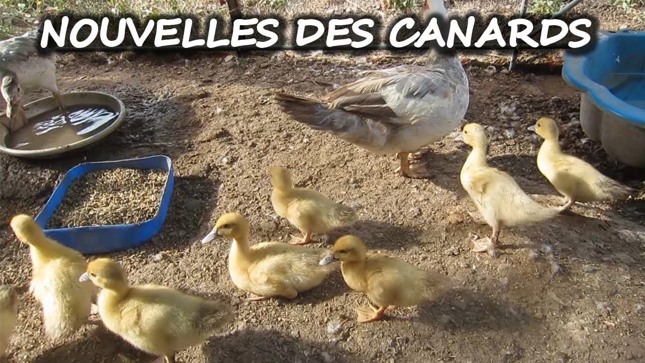 Naissance chez les Canards - YouTube