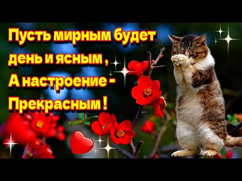 💗🌞🌷Доброго утра благословенного дня!💓🎵Красивое музыкальное пожелание мира, любви, счастья, здоровья🌺