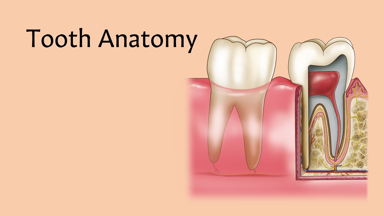 Tooth Anatomy | AnatomyStuff - YouTube