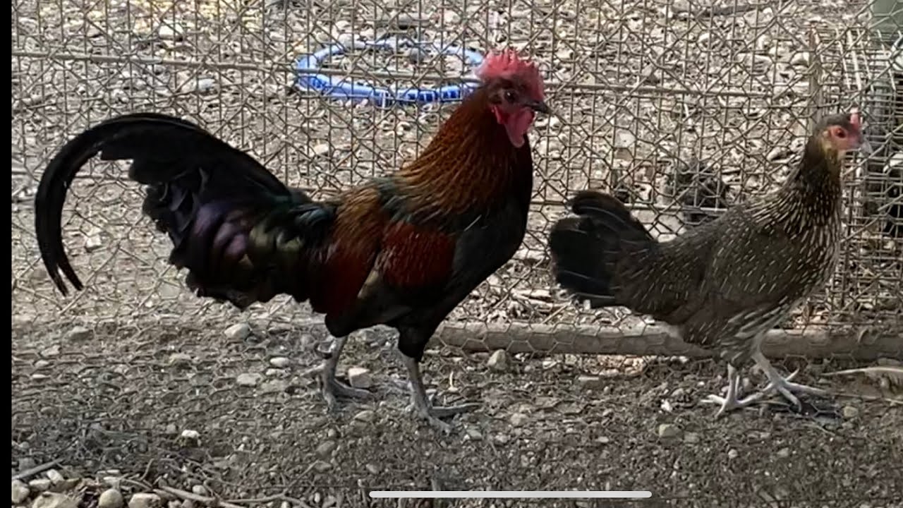 BENGAL FOWL (Grey Jungle Fowl X Domestic Chicken) F1 Rooster and his ...